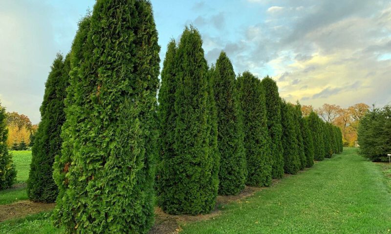 Kaip sodinti ir auginti tujas | Tujų sodinimas, auginimas ir priežiūra ...
