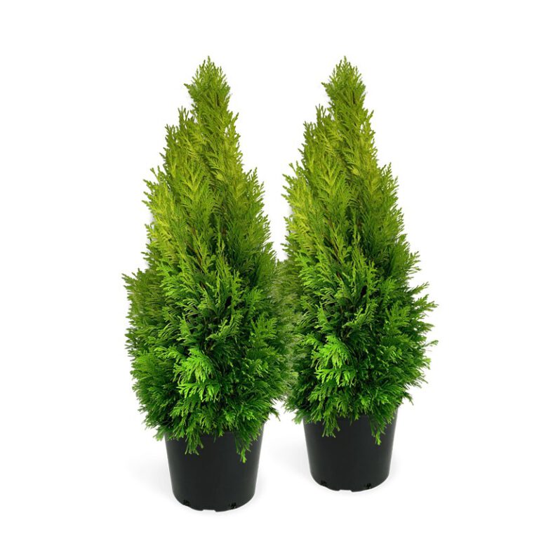 Kaip sodinti ir auginti tujas | Tujų sodinimas, auginimas ir priežiūra ...