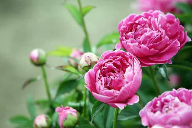 Kaip auginti bijūnus (pinavijus) | ZinauKaip.lt