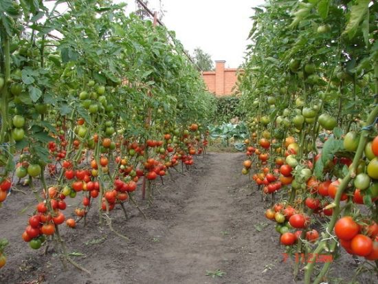 Kaip sodinti pomidorus | Pomidorų auginimas | ZinauKaip.lt