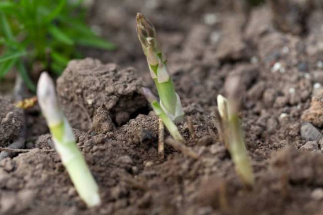 Kaip auginti šparagus (smidrus) | ZinauKaip.lt