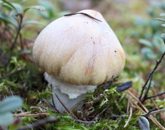 Kaip atpažinti grybus | ZinauKaip.lt