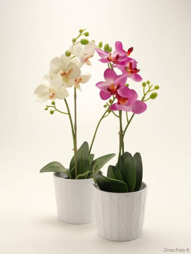 Kaip prižiūrėti orchidėjas | ZinauKaip.lt