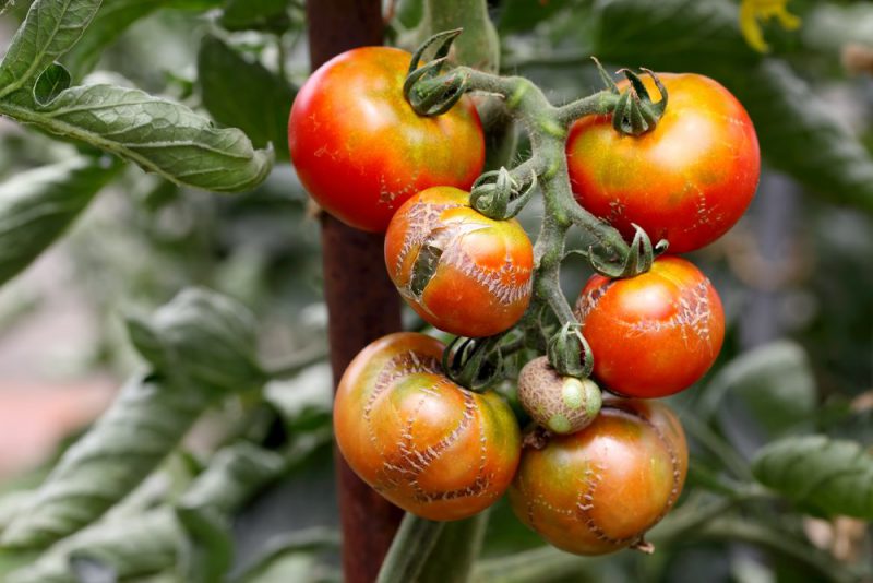 Veganiškas užkandis - sumuštinis su avokadu ir pomidoru - ZinauKaip.lt