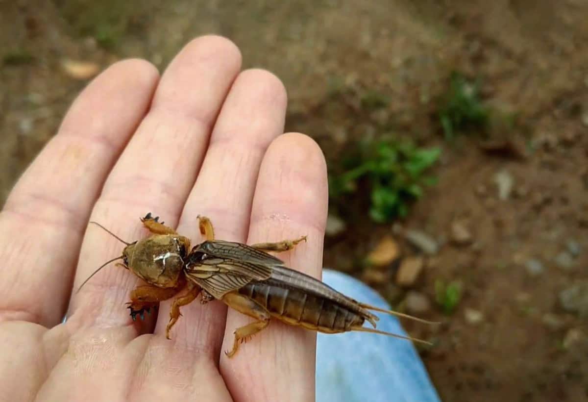 Kaip išnaikinti kurklius | ZinauKaip.lt